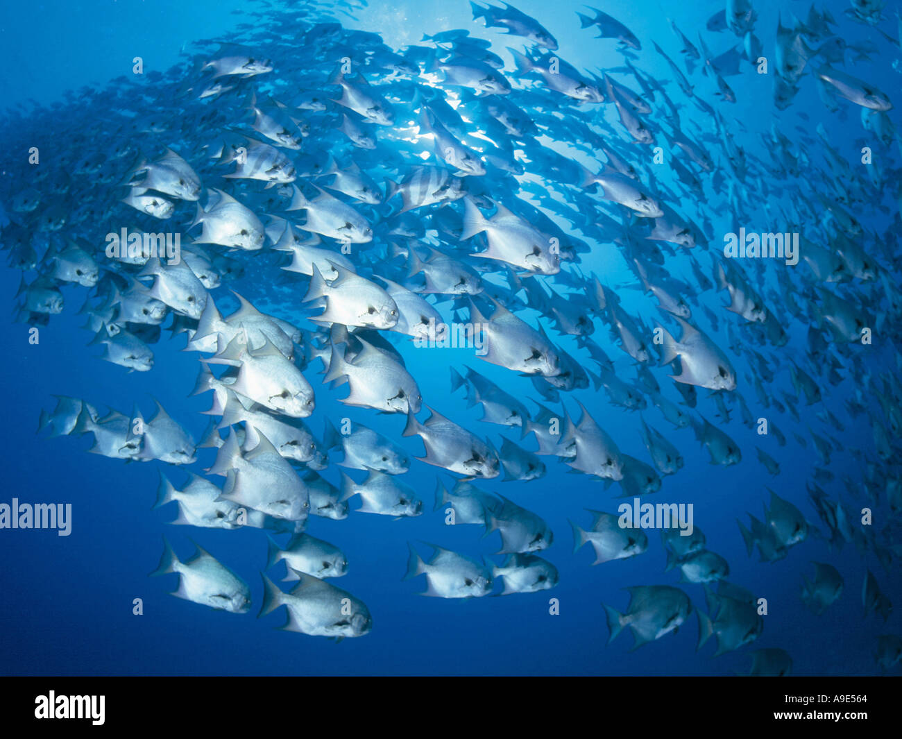 Fish in a Rush Stock Photo - Alamy