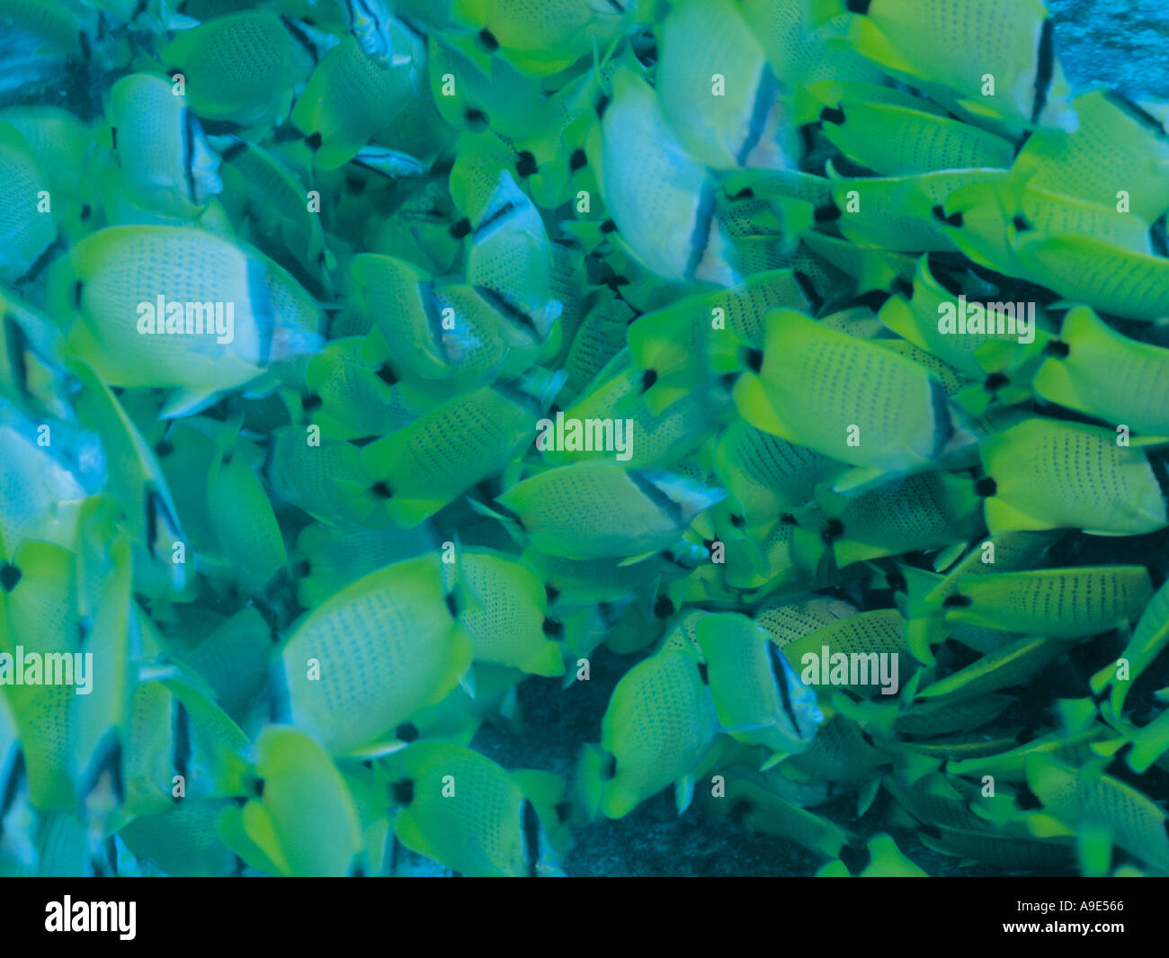 Fish in a Rush Stock Photo - Alamy