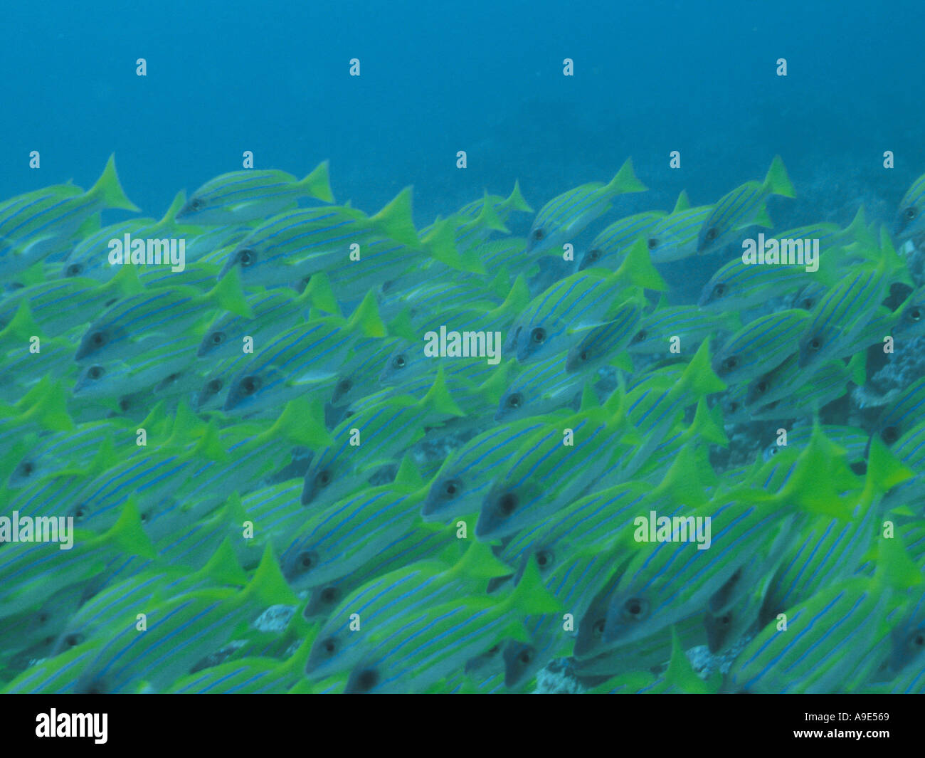 Fish in a Rush Stock Photo - Alamy