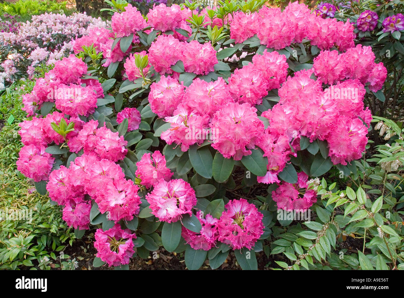 Red rhododendron blossom Stock Photo - Alamy