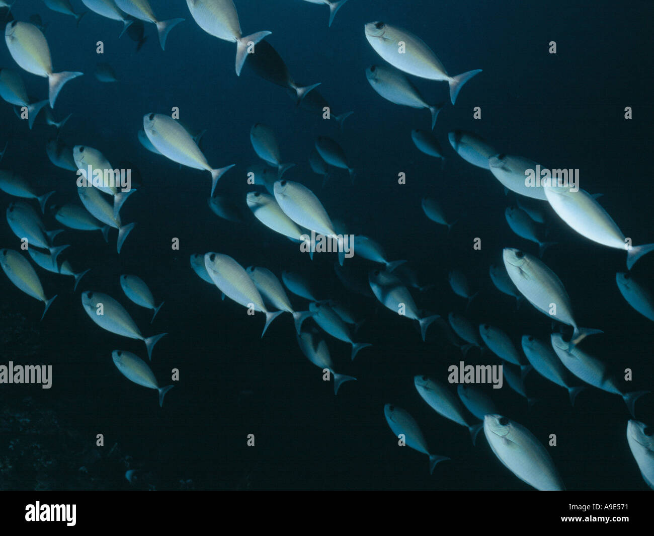 Fish in a Rush Stock Photo - Alamy