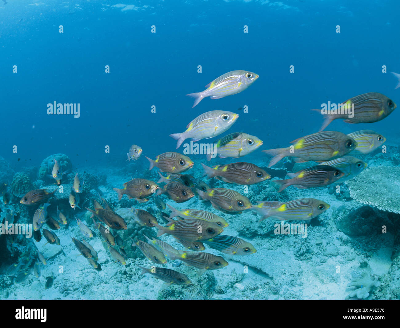 Fish in a Rush Stock Photo - Alamy