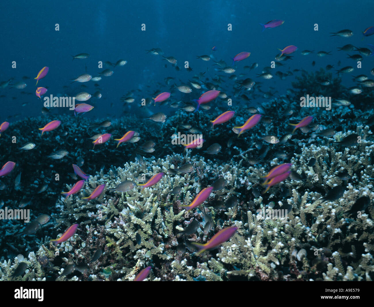 Rush coral hi-res stock photography and images - Alamy