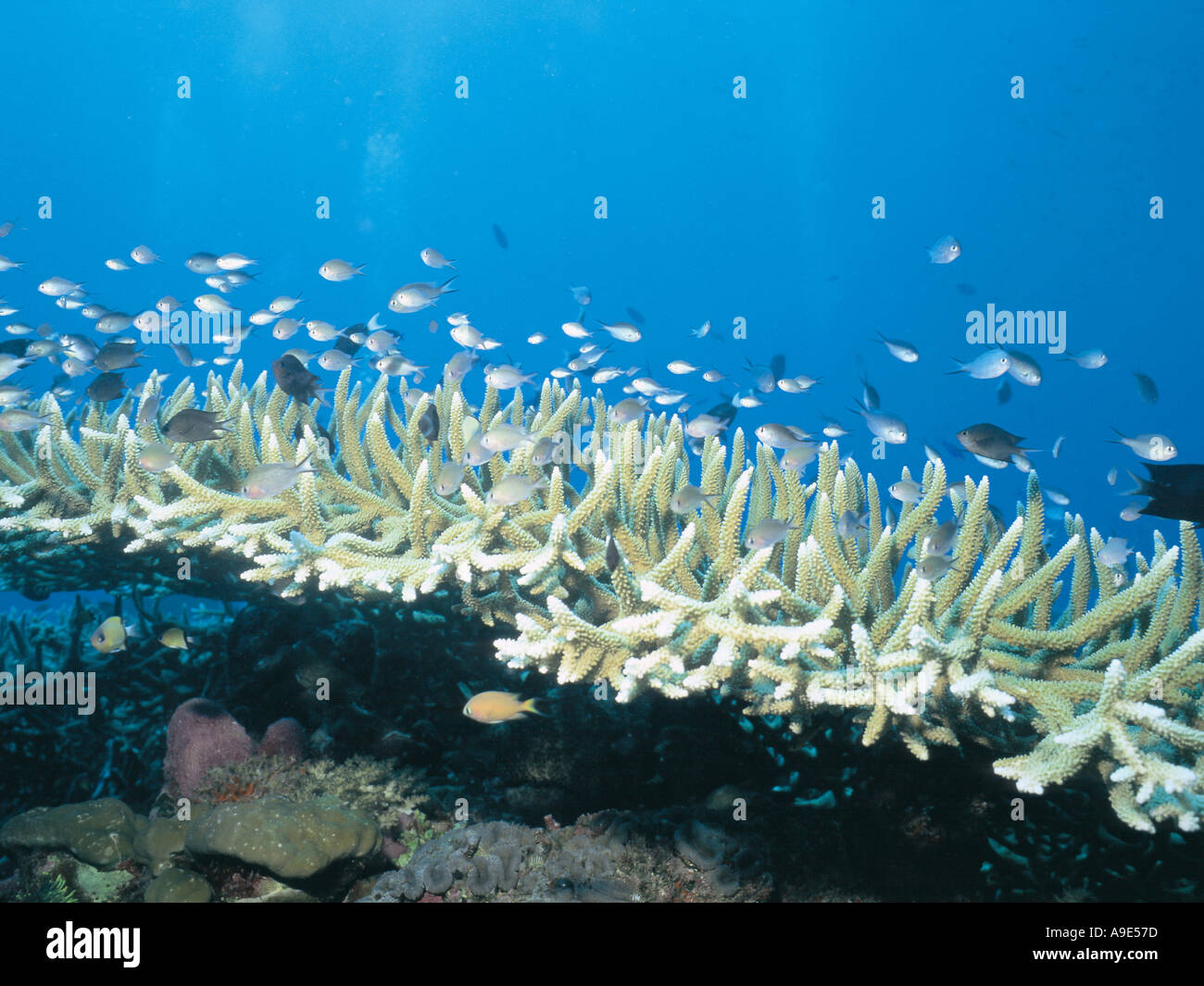 Rush coral hi-res stock photography and images - Alamy