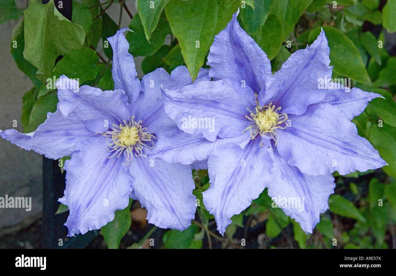 Two Blue clematis flowers blooming Stock Photo - Alamy