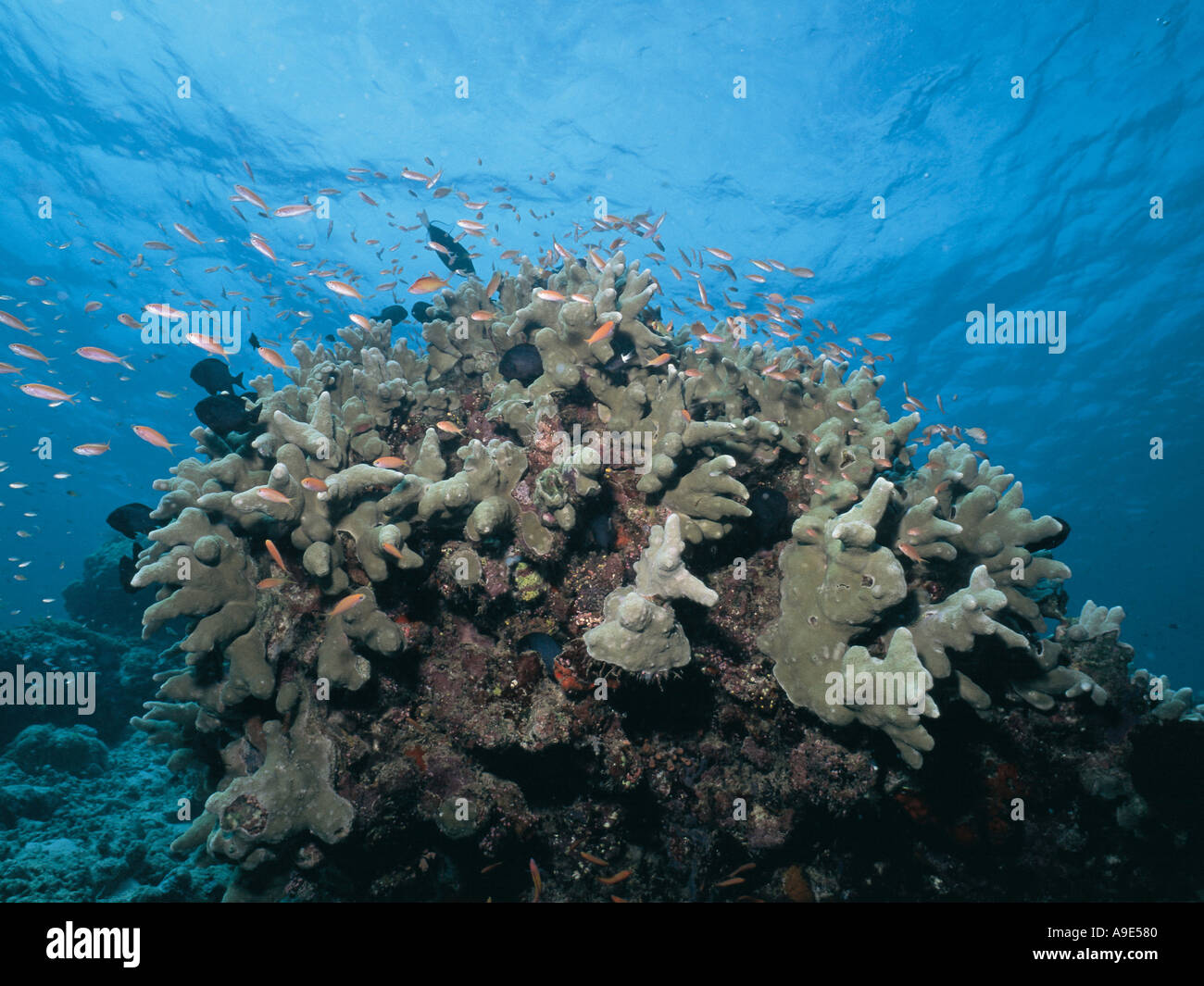 Rush coral hi-res stock photography and images - Alamy