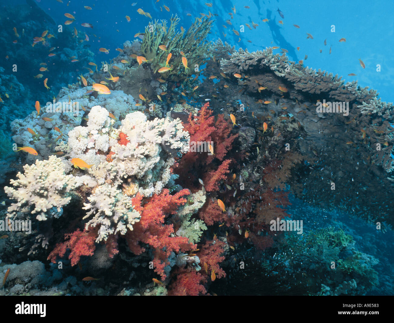 Fish in a Rush Stock Photo - Alamy