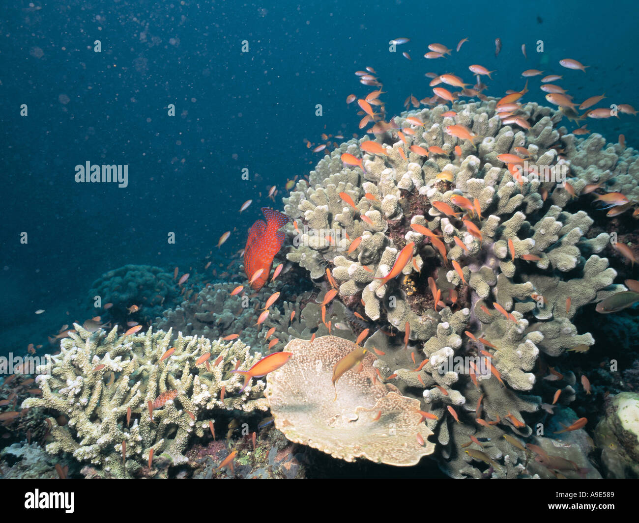 Small reef fish crowd hi-res stock photography and images - Alamy