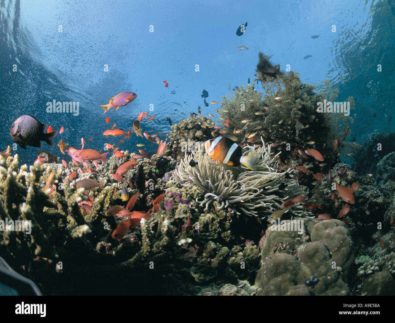 Fish in a Rush Stock Photo - Alamy