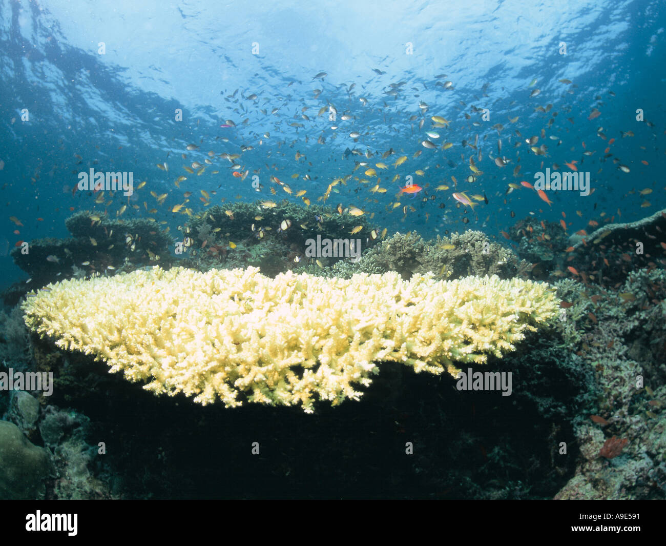 Fish in a Rush Stock Photo - Alamy