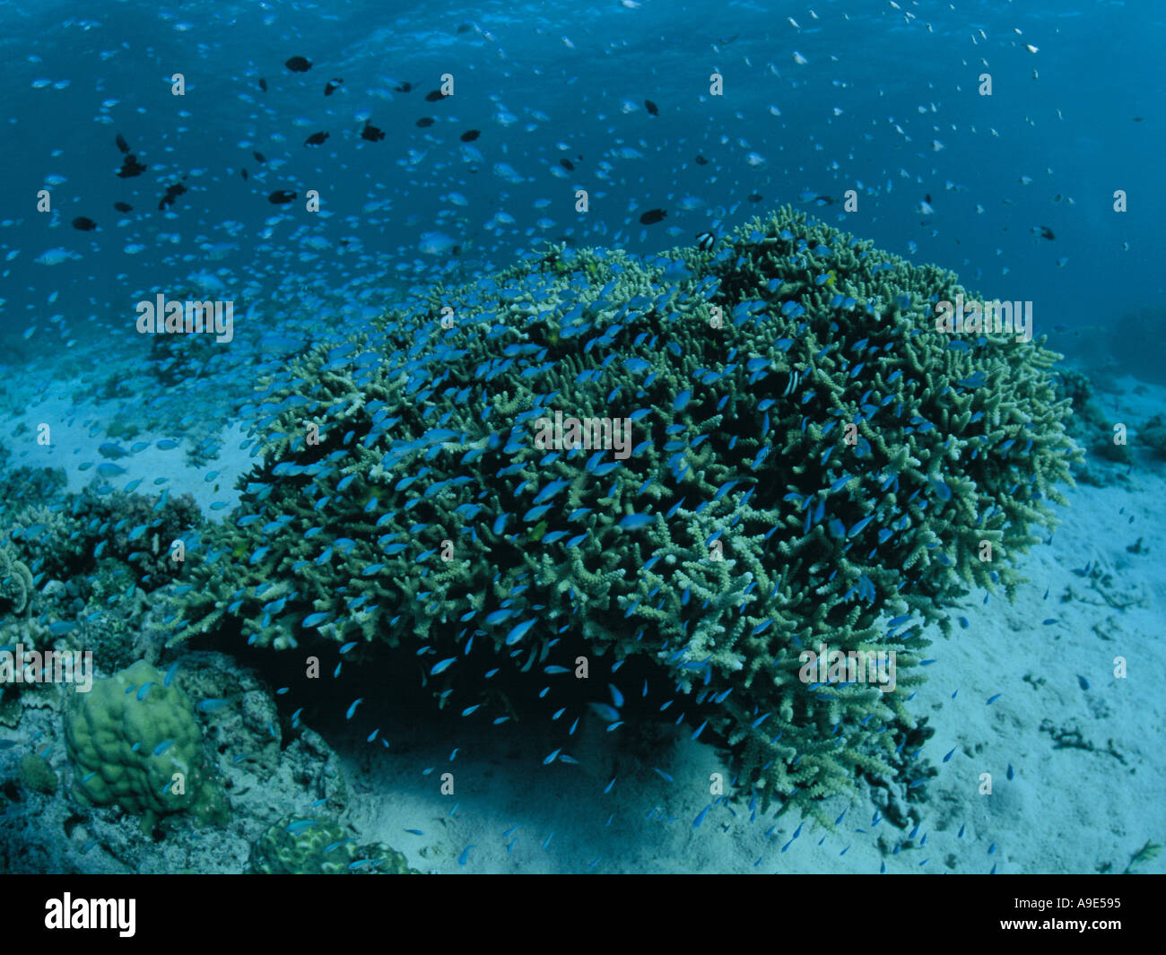 Saltwater rush hi-res stock photography and images - Alamy