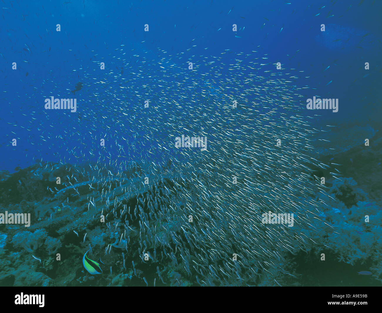 Saltwater rush hi-res stock photography and images - Alamy