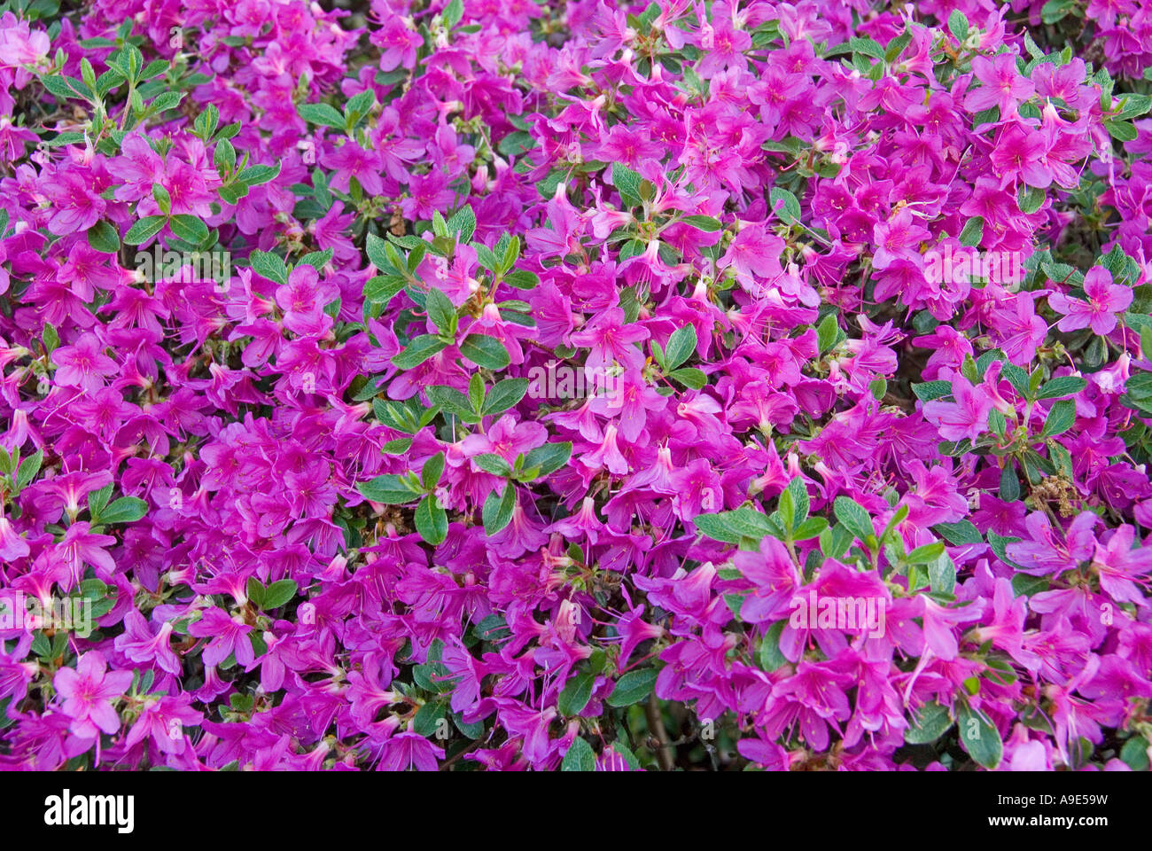 Purple Rhododendron obtusum blooming Stock Photo - Alamy