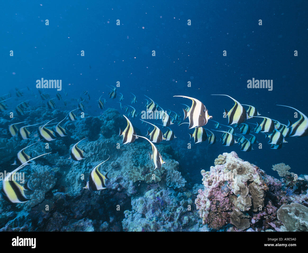 Fish in a Rush Stock Photo - Alamy