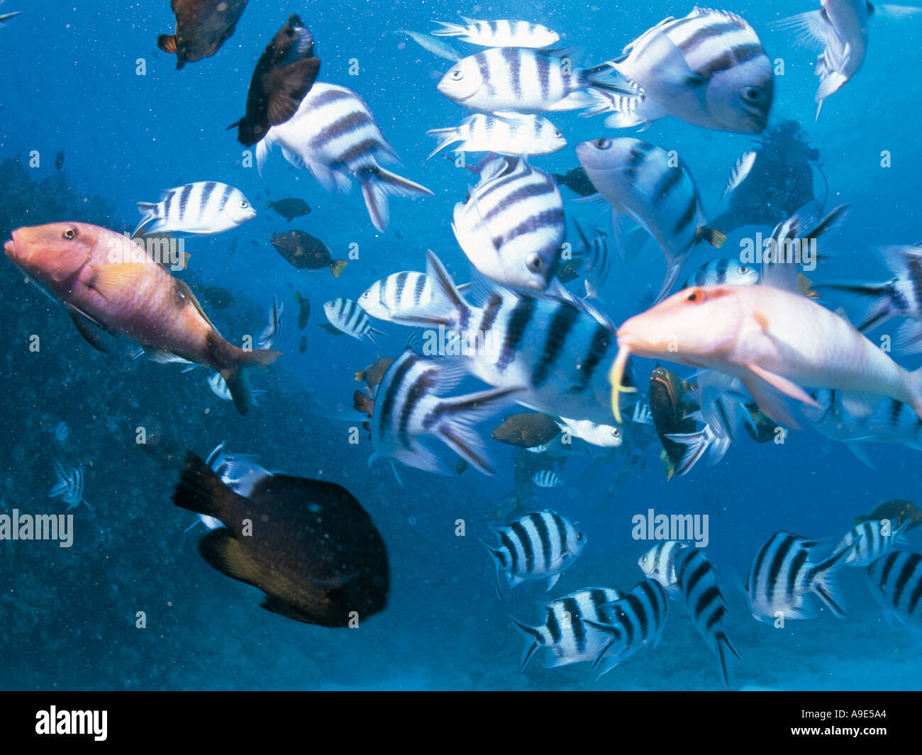 Fish in a Rush Stock Photo - Alamy