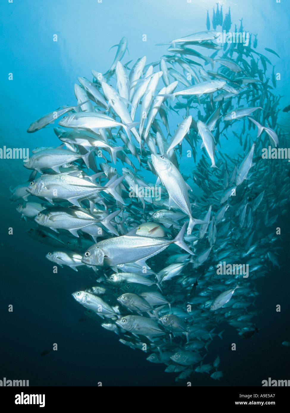 Saltwater rush hi-res stock photography and images - Alamy