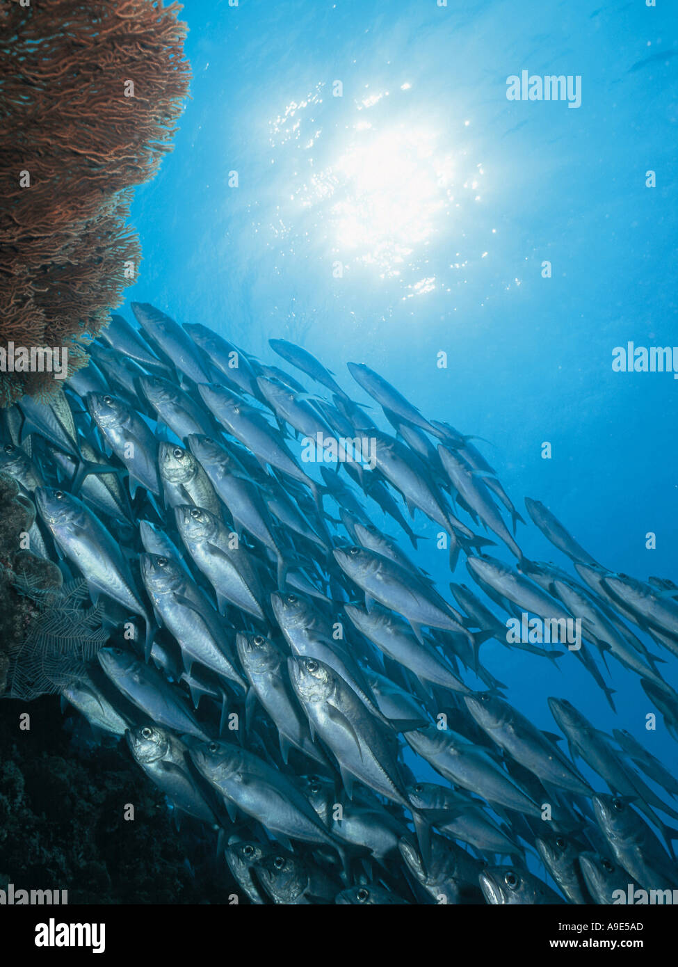 Fish in a Rush Stock Photo - Alamy
