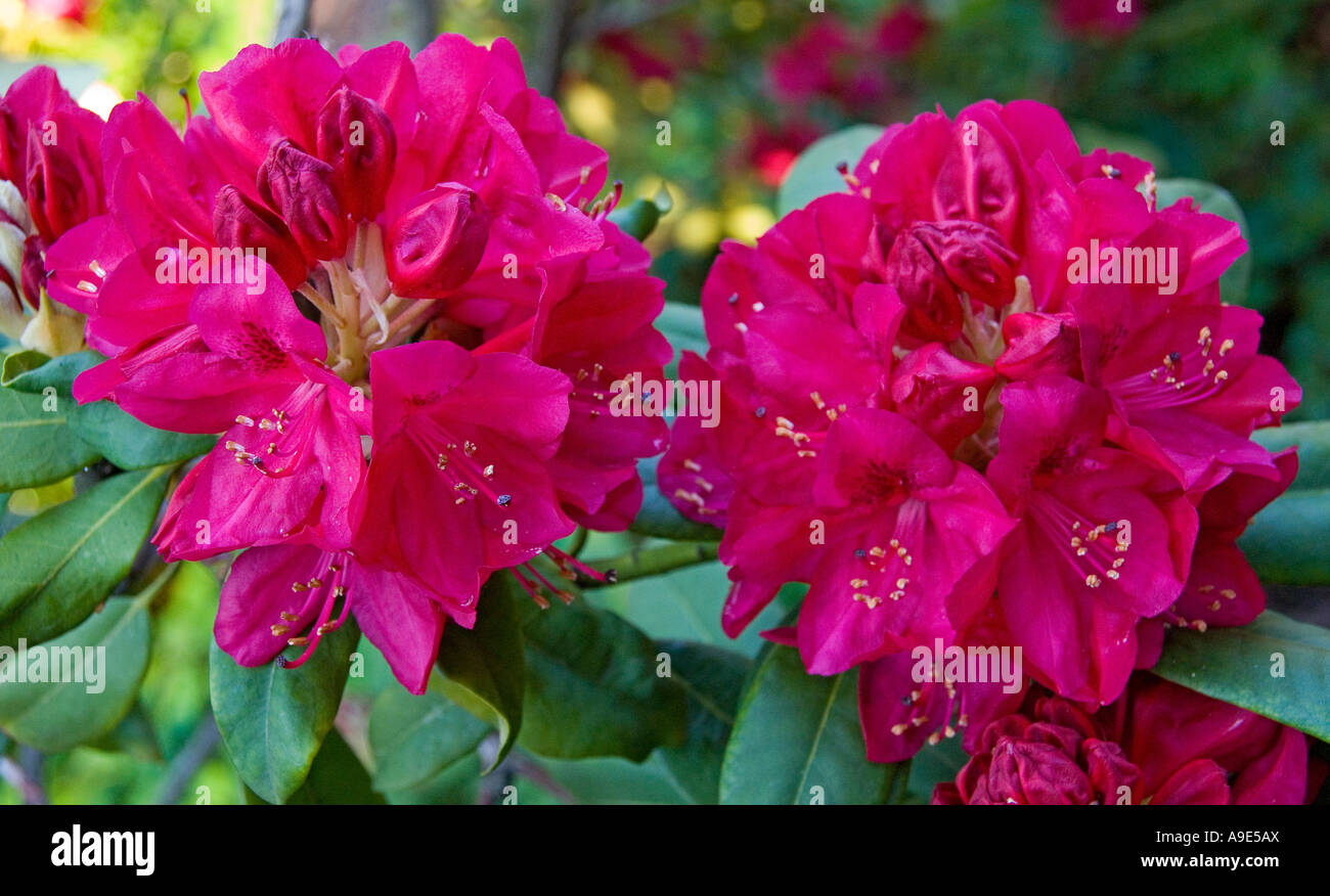 Rhododendron america hi-res stock photography and images - Alamy