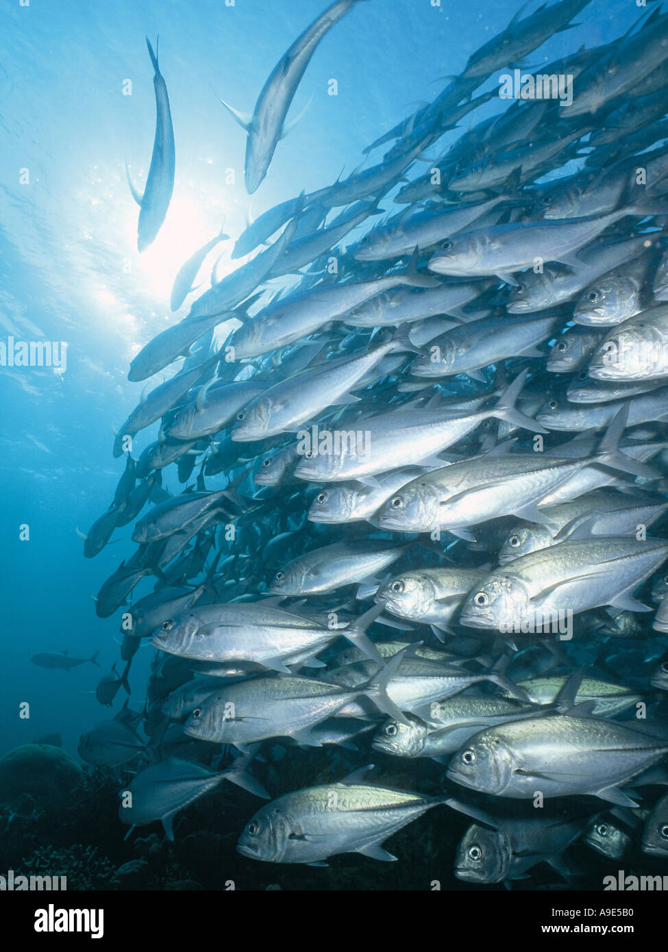Fish in a Rush Stock Photo - Alamy