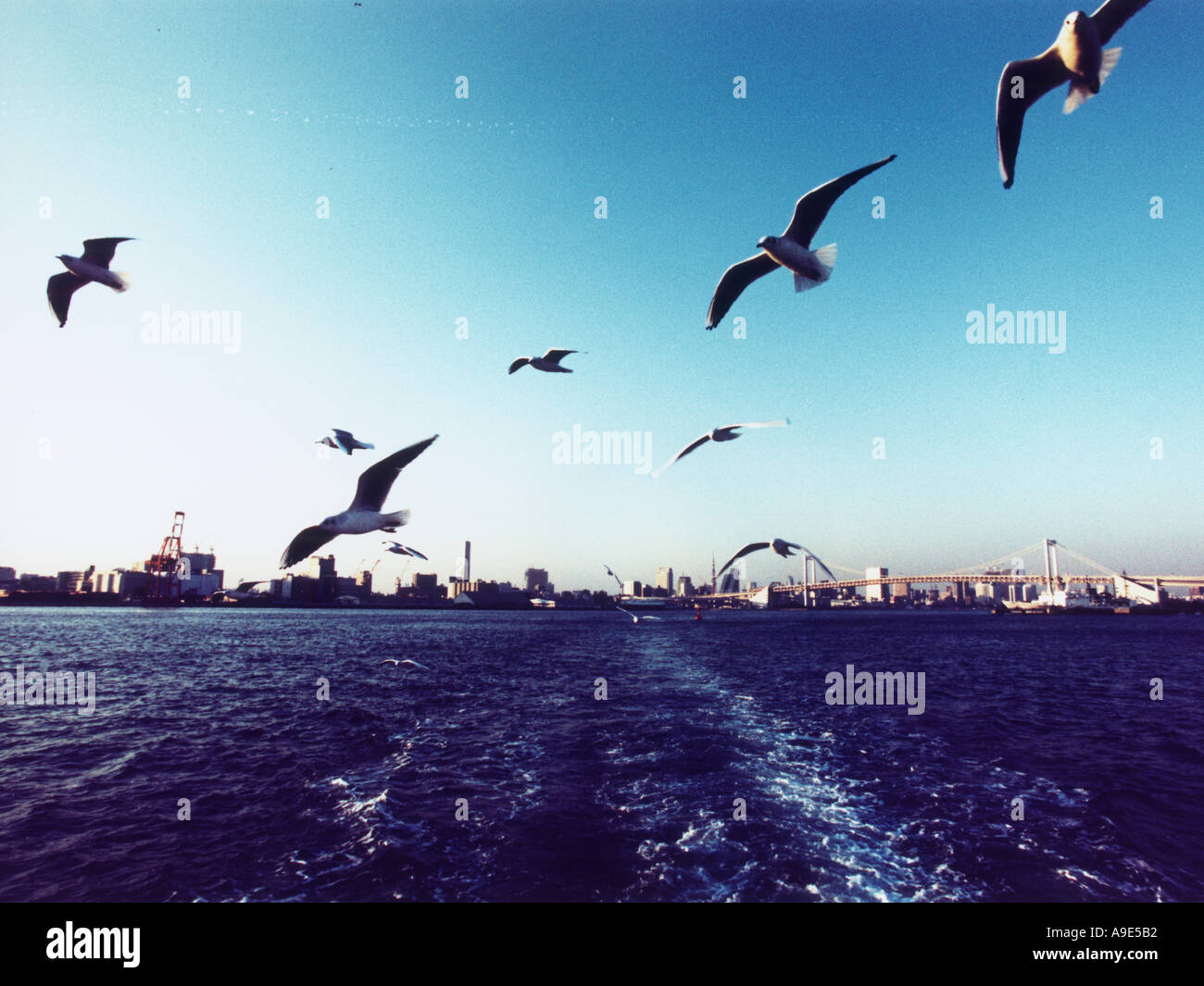 Tokyo Photo Bus Bay Area 2 Stock Photo - Alamy