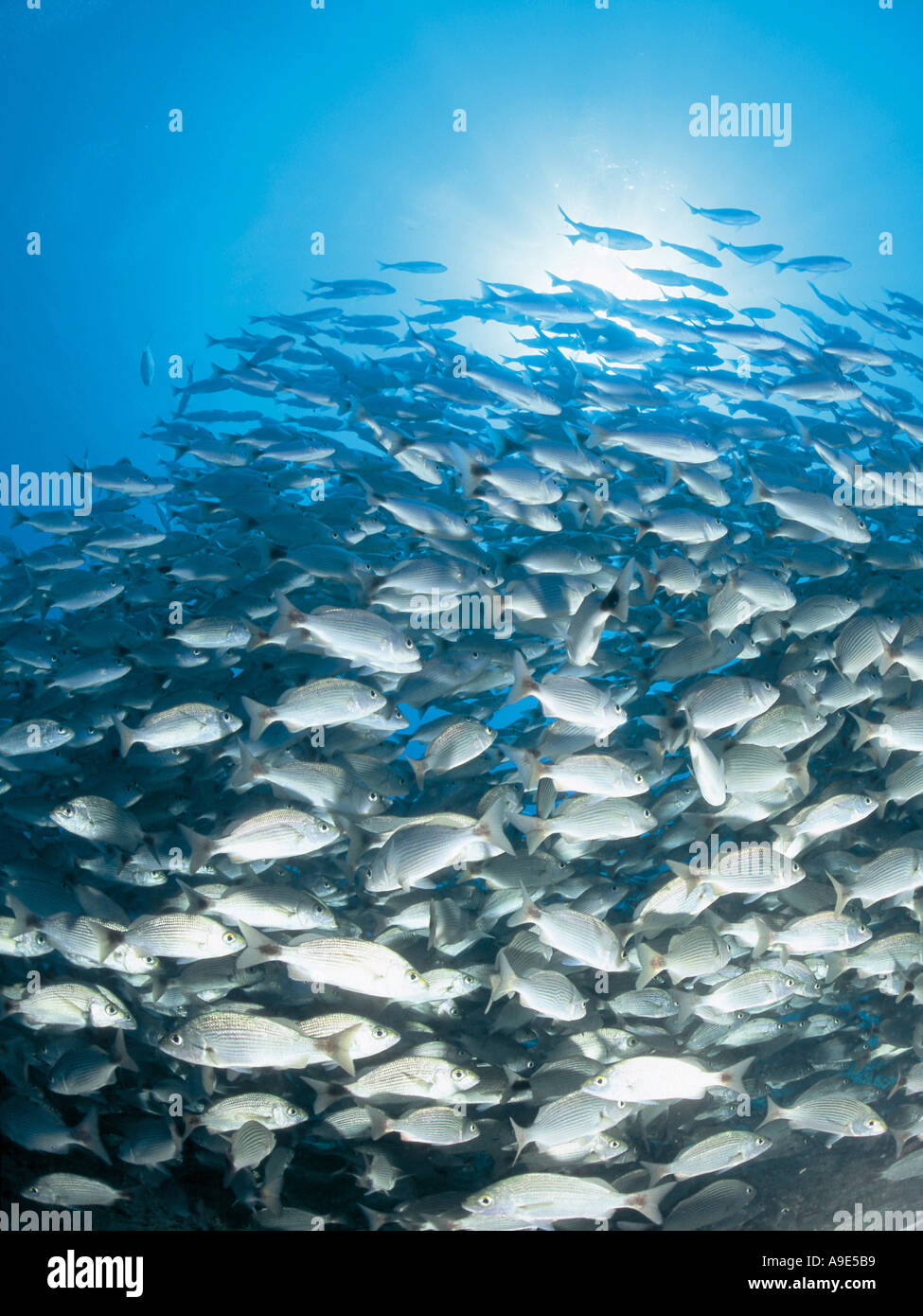 Fish in a Rush Stock Photo - Alamy