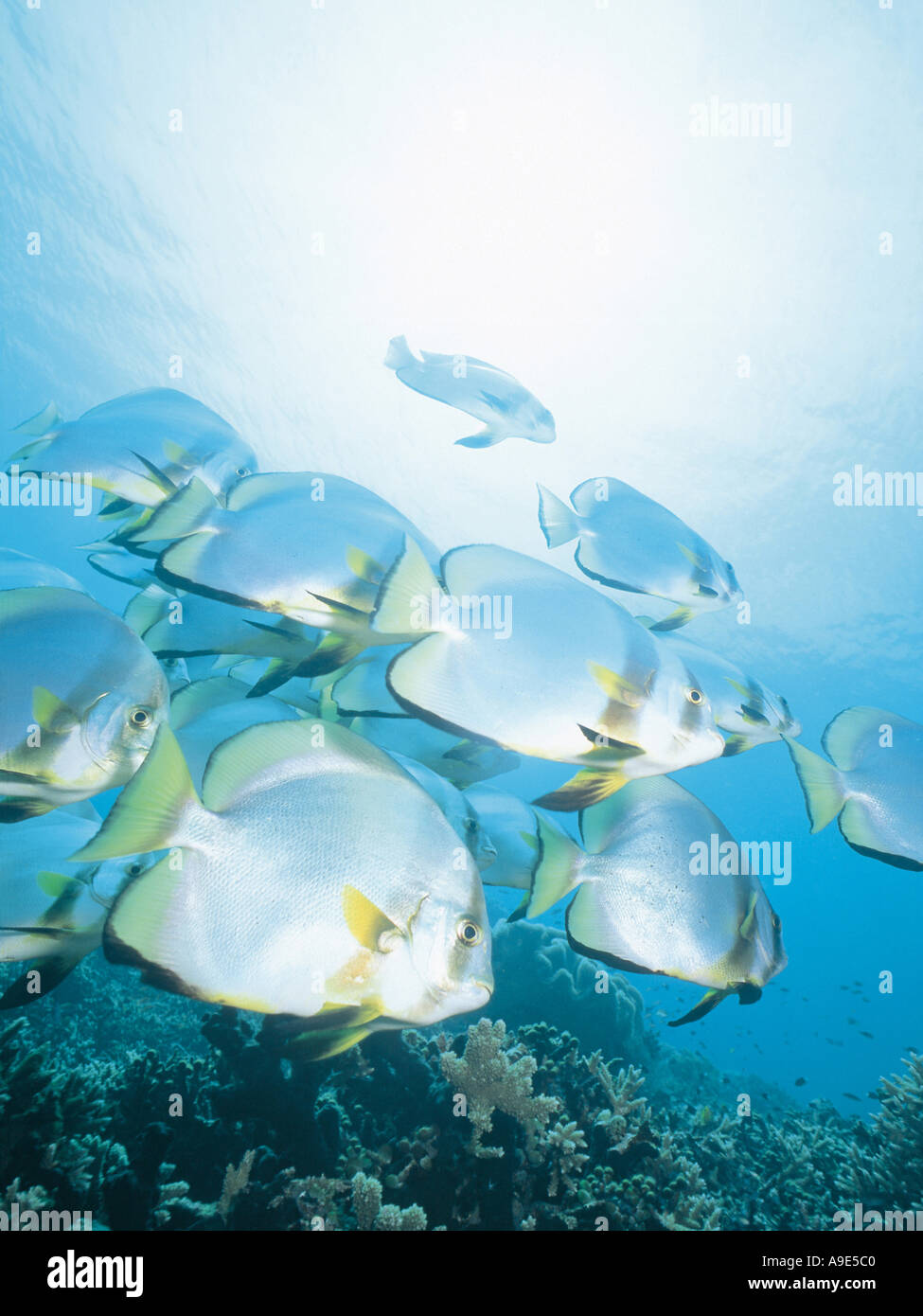 Fish in a Rush Stock Photo - Alamy