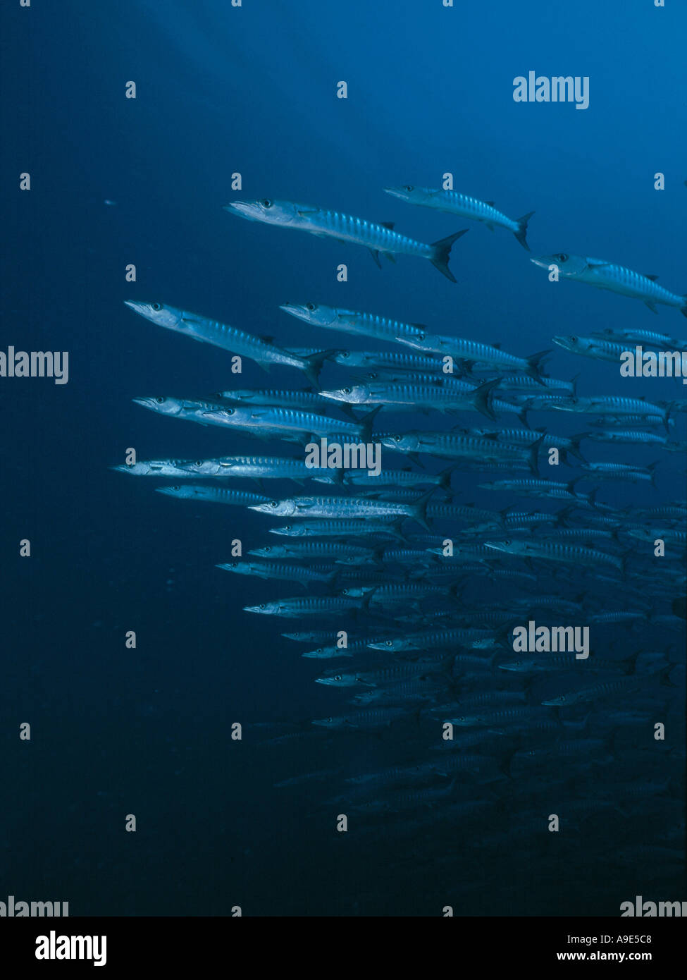 Fish in a Rush Stock Photo - Alamy