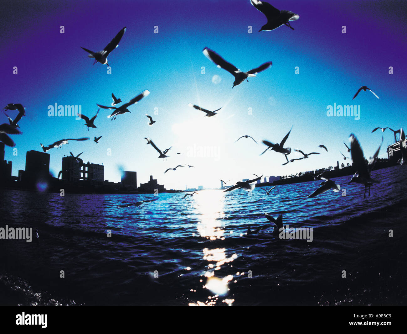 Tokyo Photo Bus Bay Area 2 Stock Photo - Alamy