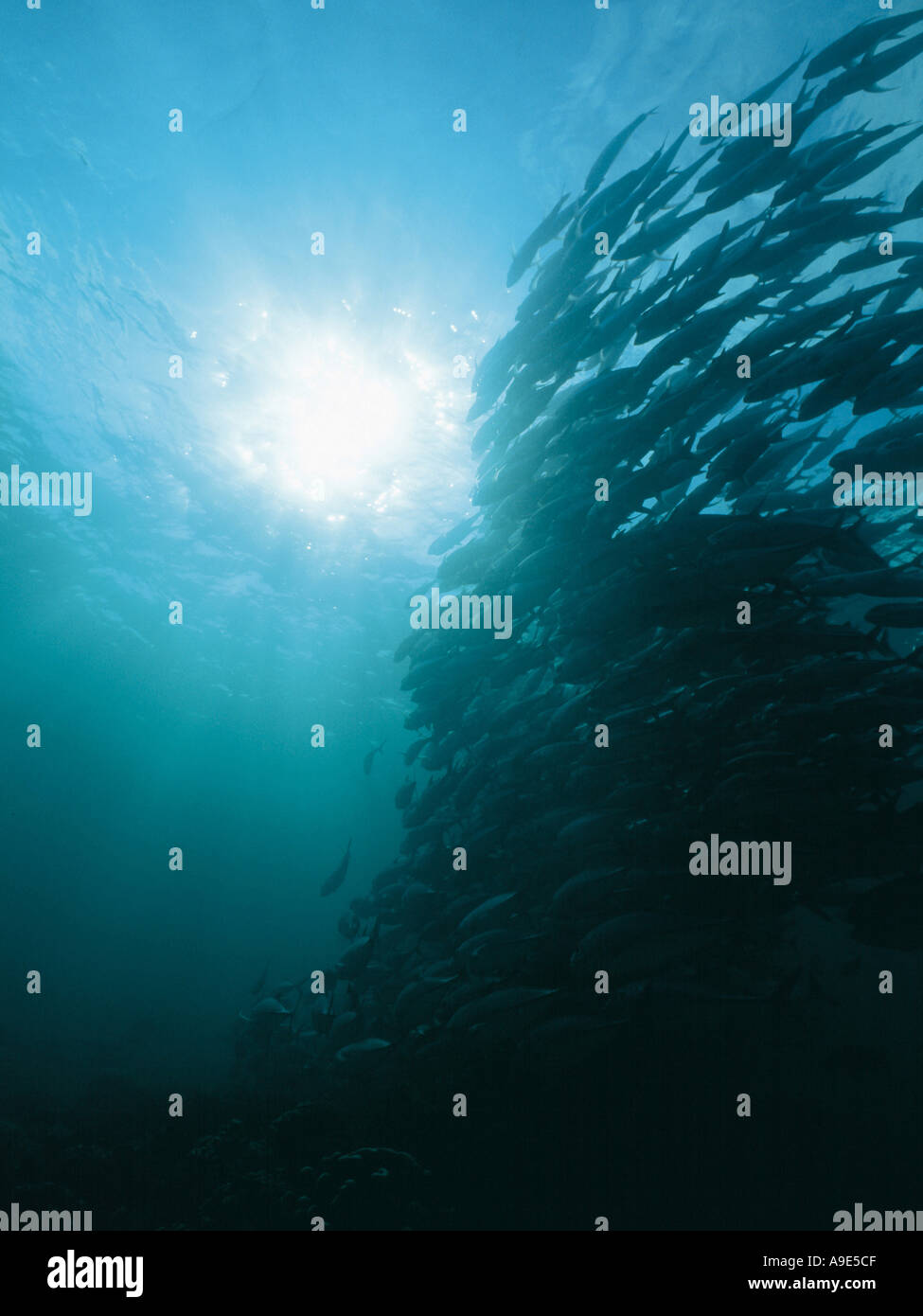 Fish in a Rush Stock Photo - Alamy