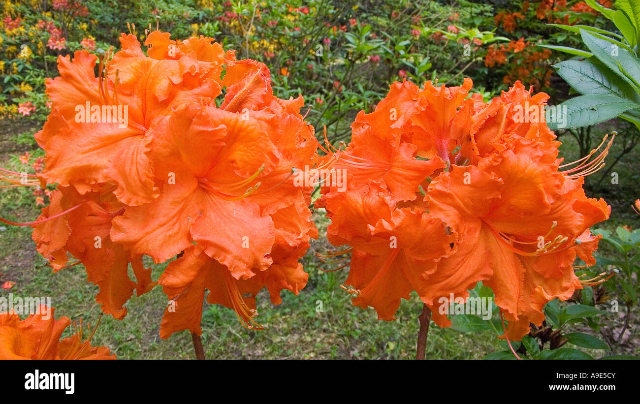 Orange rhododendron blooming Stock Photo - Alamy