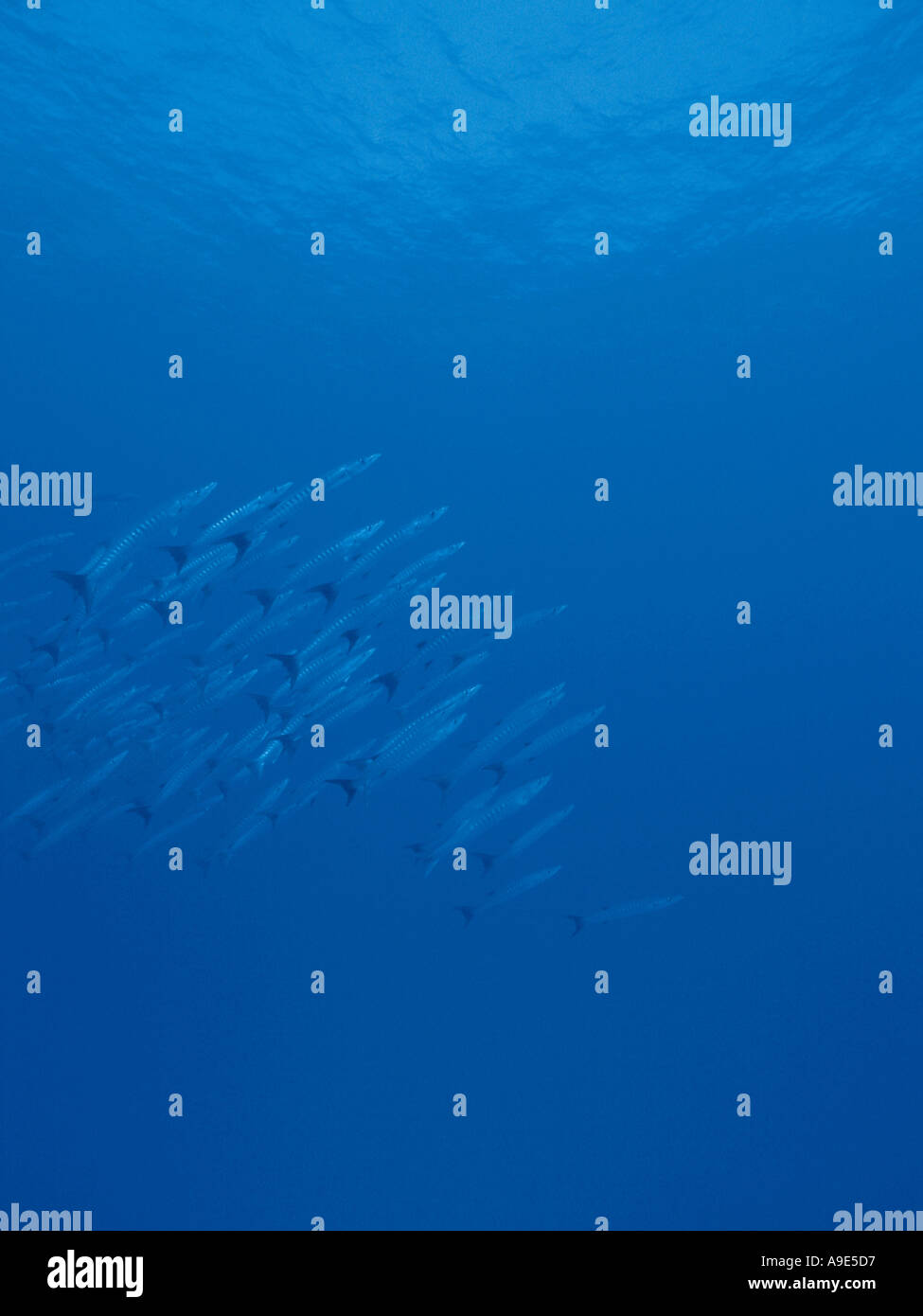 School small fish swimming below hi-res stock photography and images ...