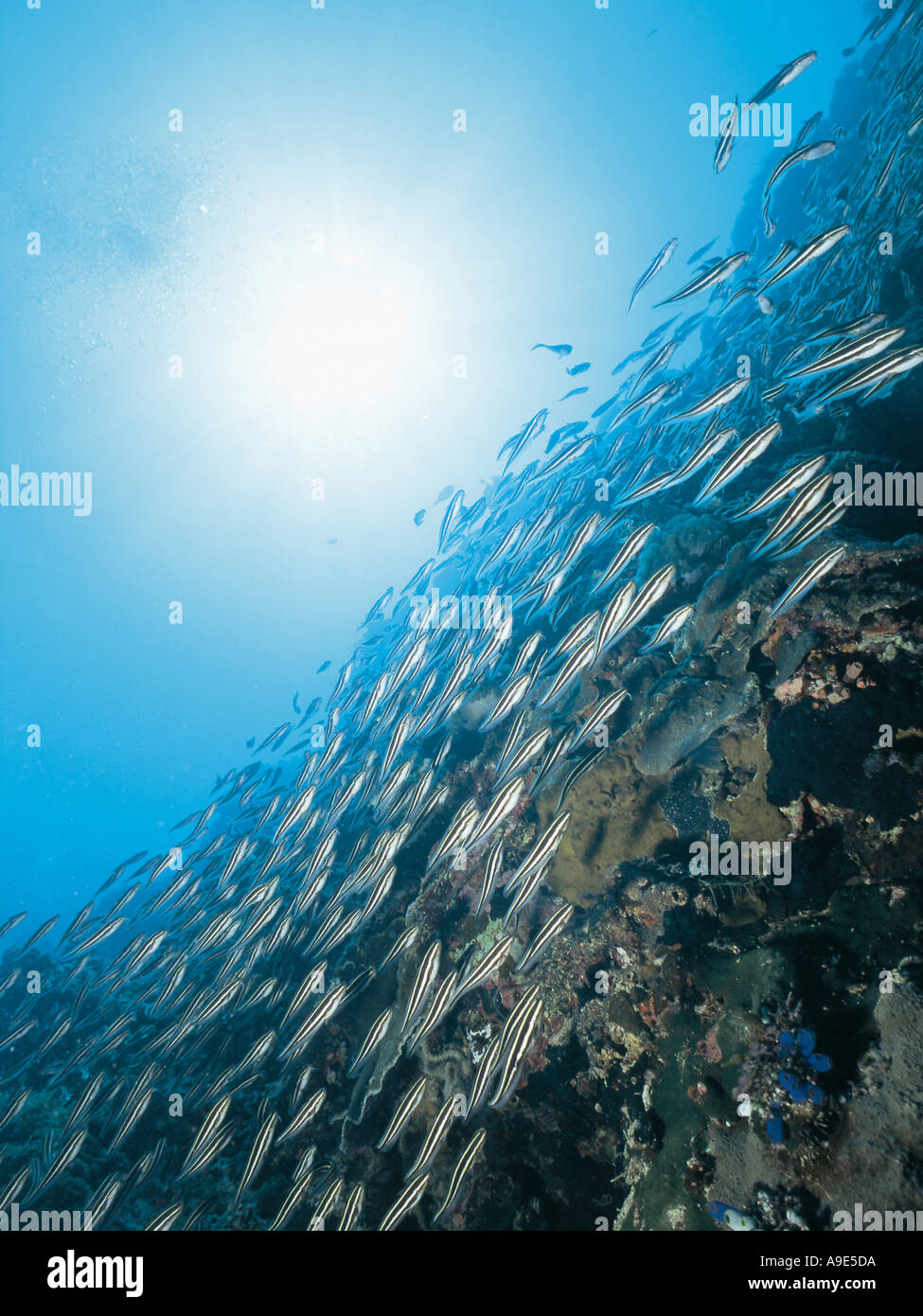 Fish in a Rush Stock Photo - Alamy