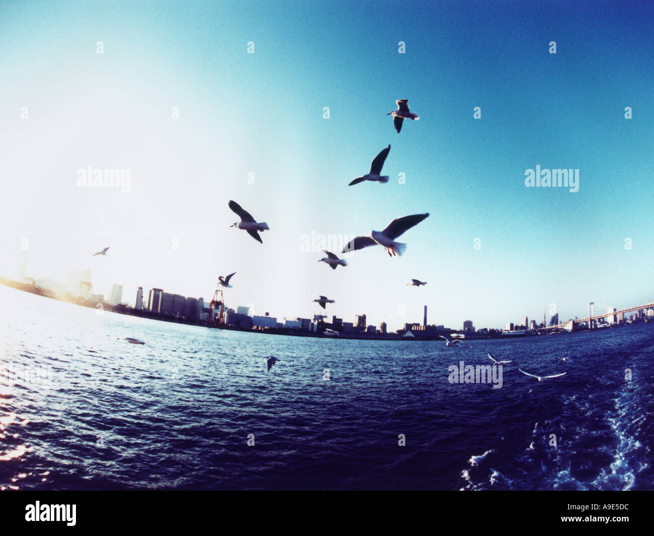 Tokyo Photo Bus Bay Area 2 Stock Photo - Alamy