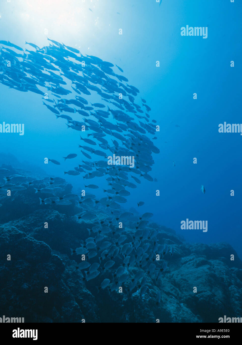 Fish in a Rush Stock Photo - Alamy