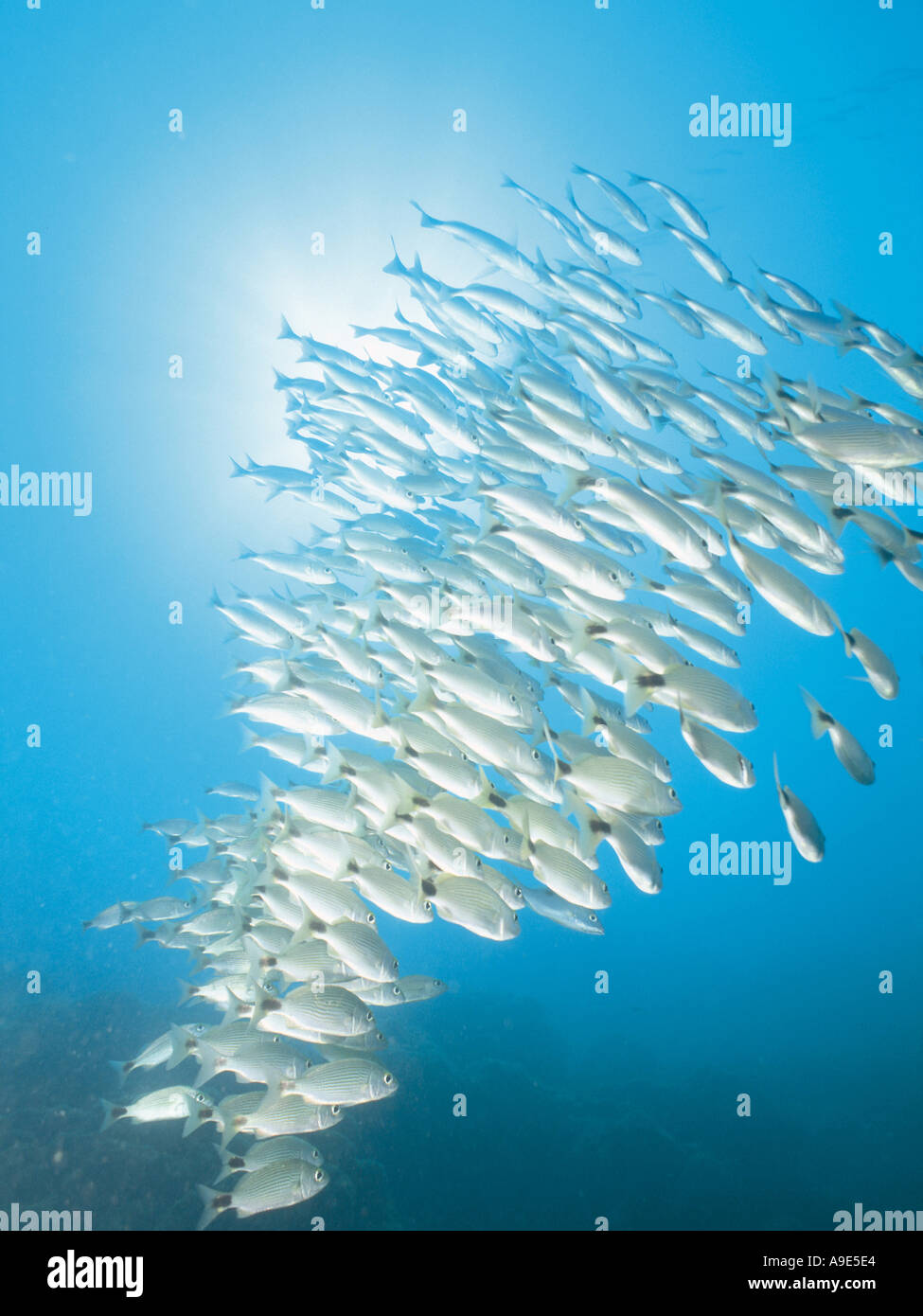 Fish in a Rush Stock Photo - Alamy