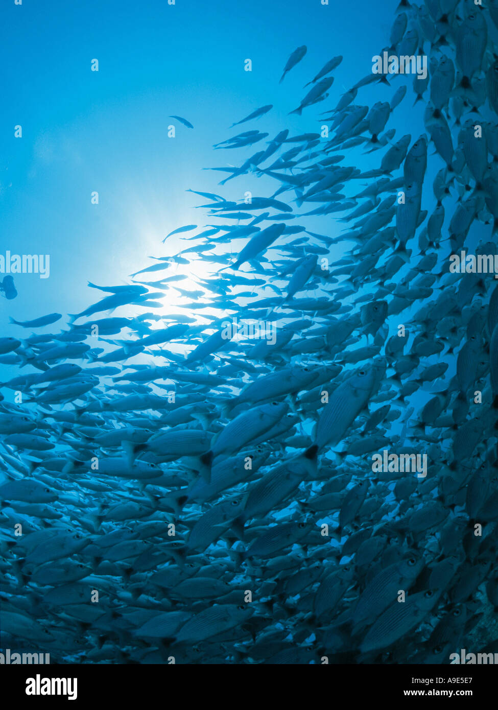 Fish in a Rush Stock Photo - Alamy