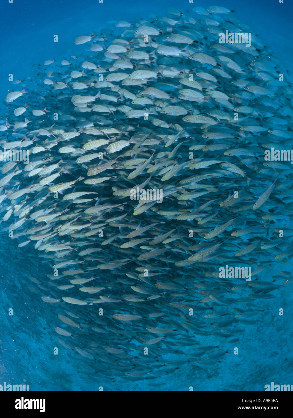 Fish in a Rush Stock Photo - Alamy