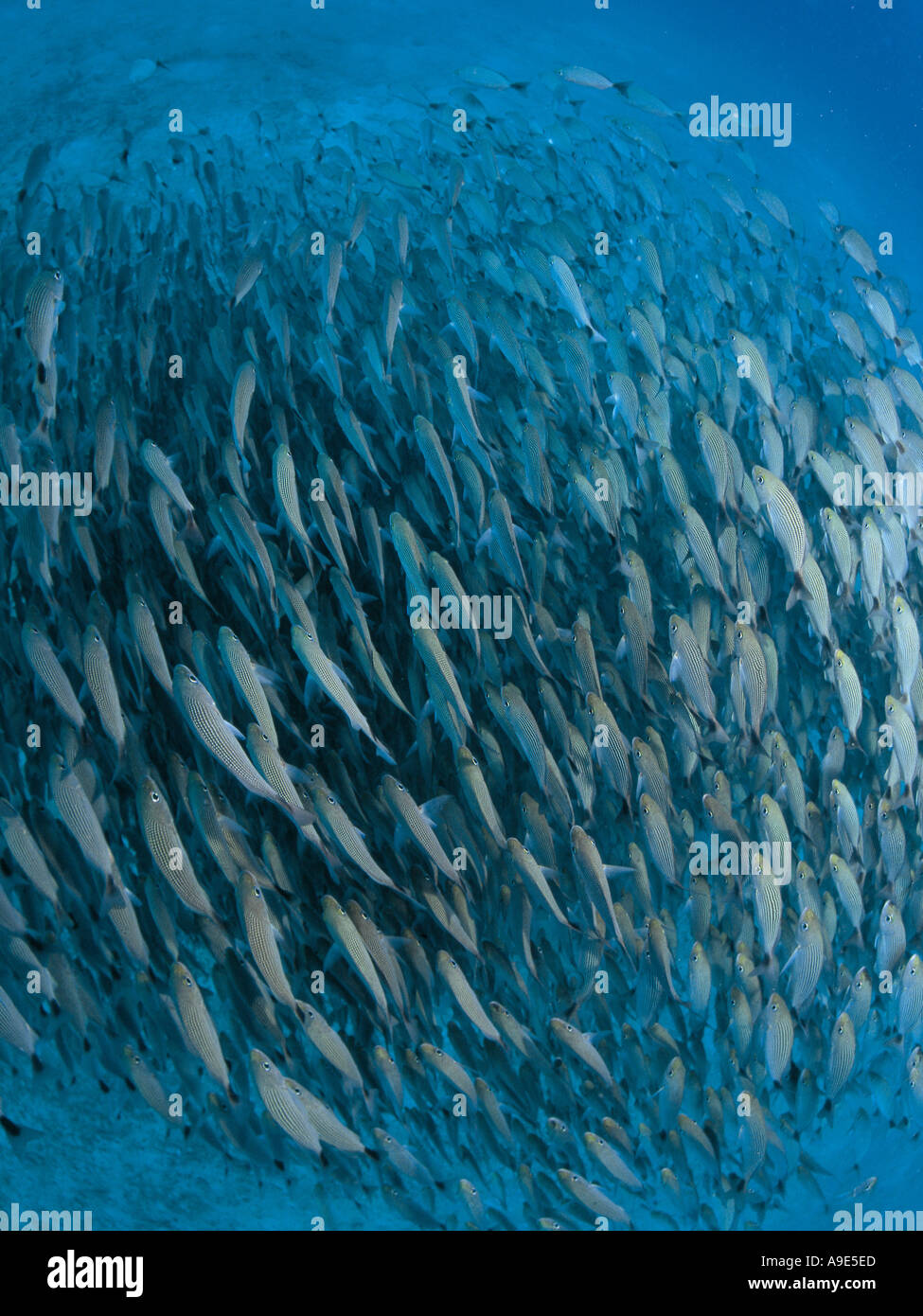 Fish in a Rush Stock Photo - Alamy