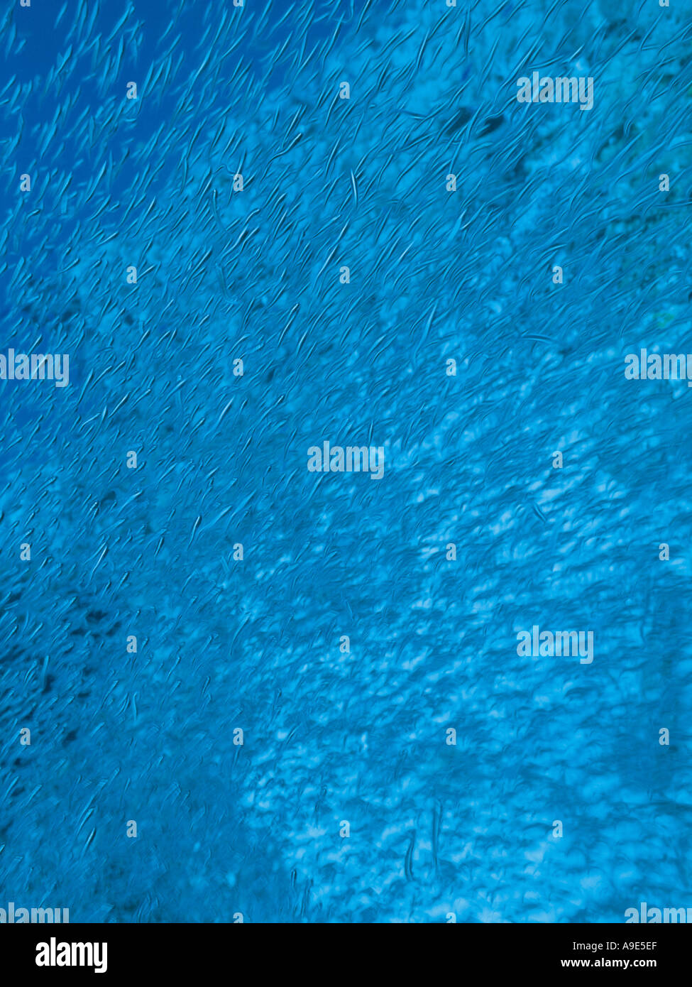 Fish in a Rush Stock Photo - Alamy