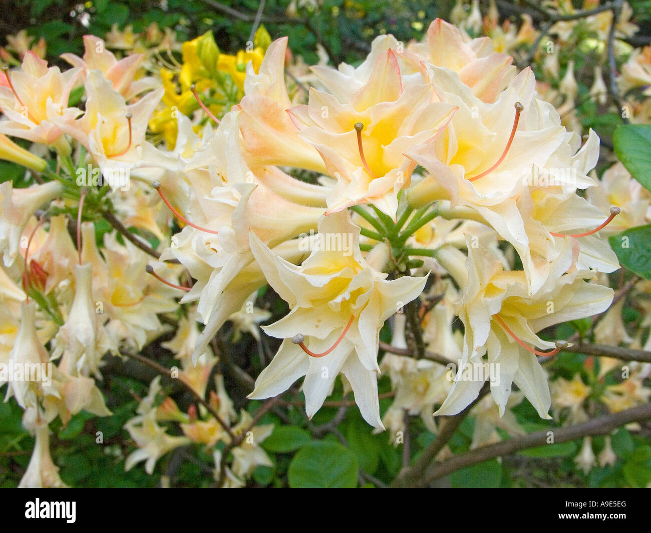 Yellow Rhododendron blooming Stock Photo - Alamy