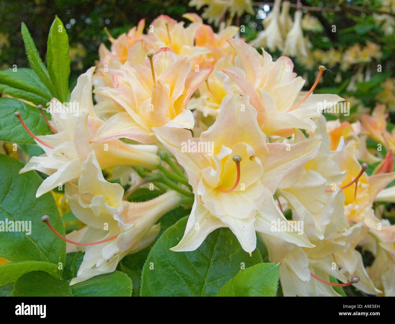 Yellow Rhododendron blooming Stock Photo - Alamy
