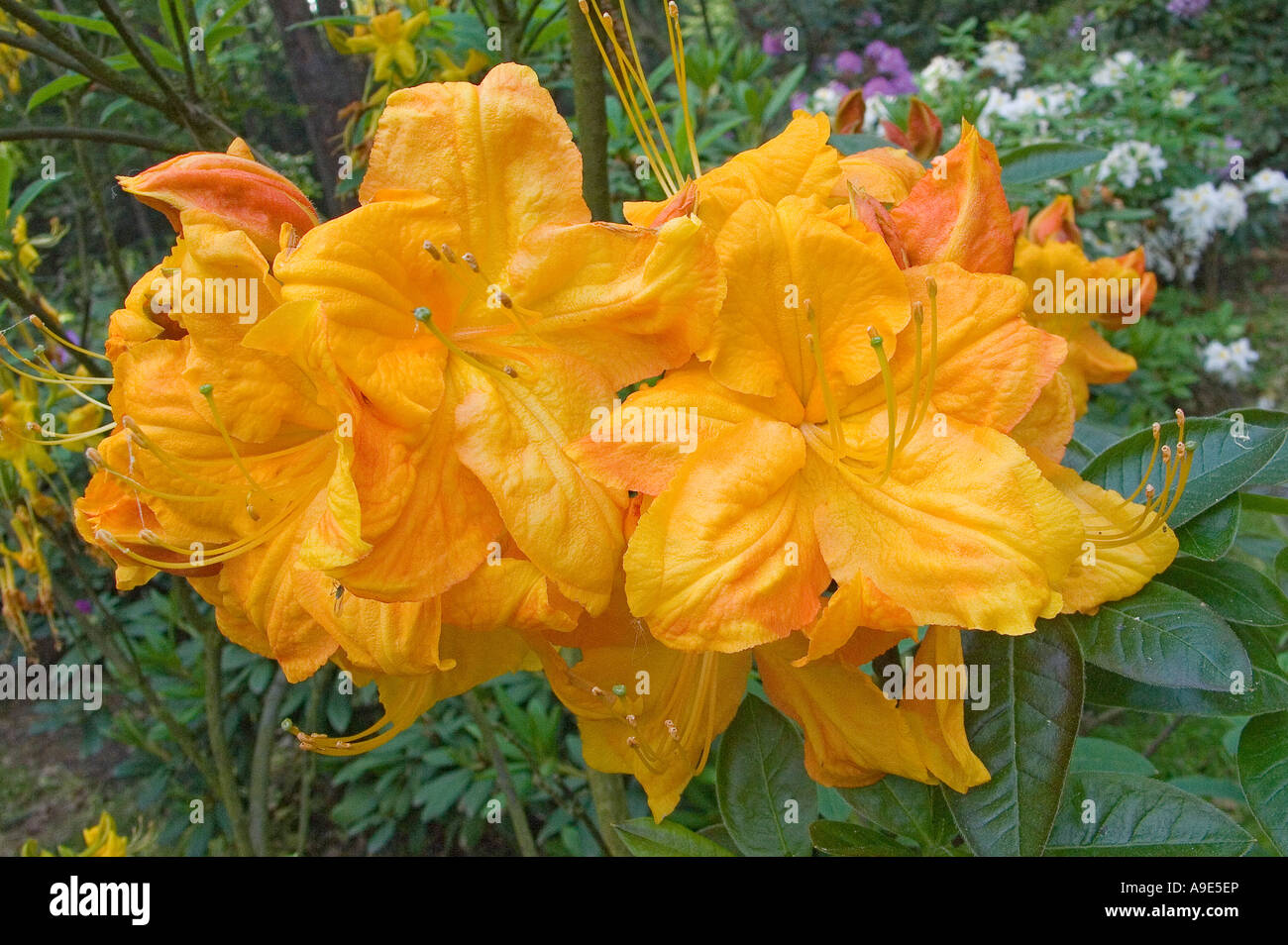 Yellow rhododendron blooming Stock Photo - Alamy