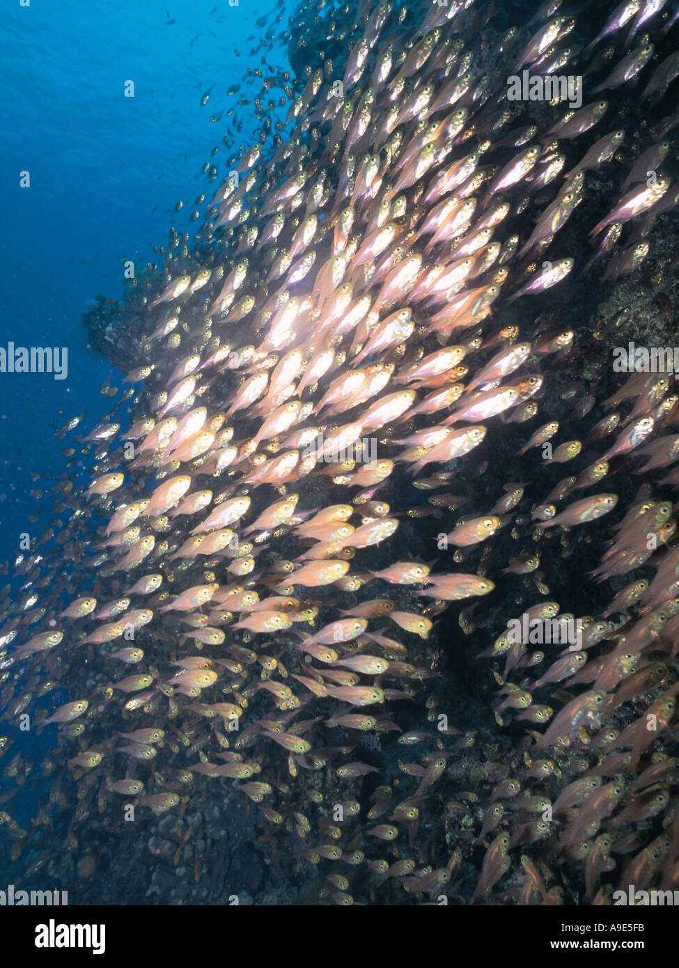 Fish in a Rush Stock Photo - Alamy