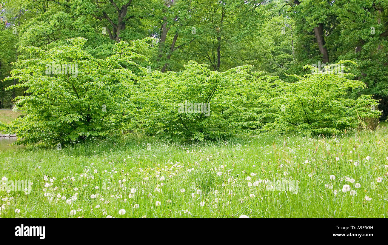 Young beech trees in the springtime Fagus sylvatica Stock Photo - Alamy