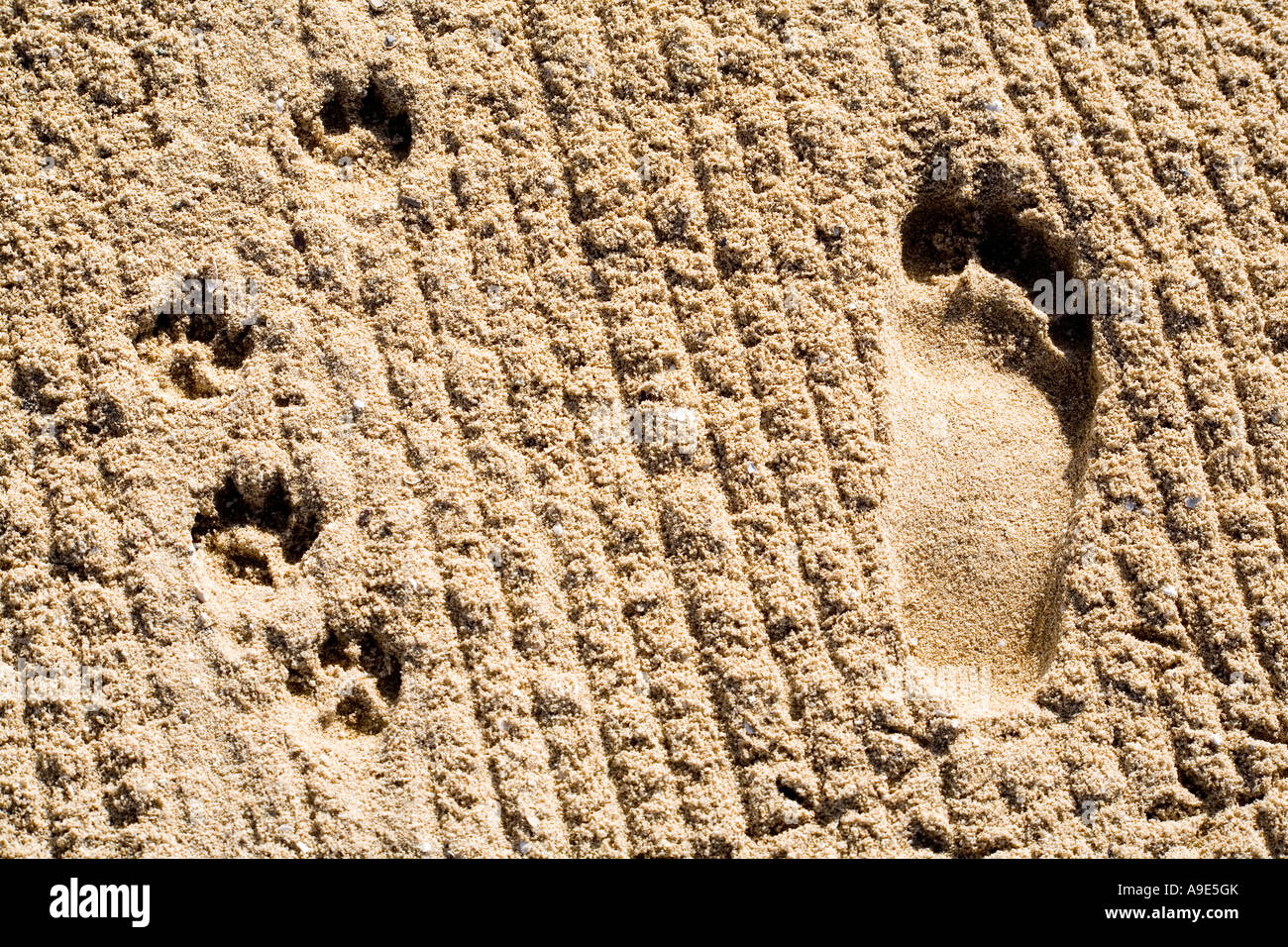 footprint and track in the sand Stock Photo - Alamy