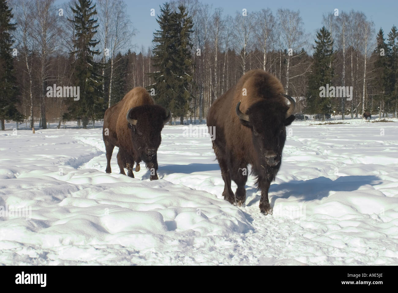 Bisons hi-res stock photography and images - Alamy