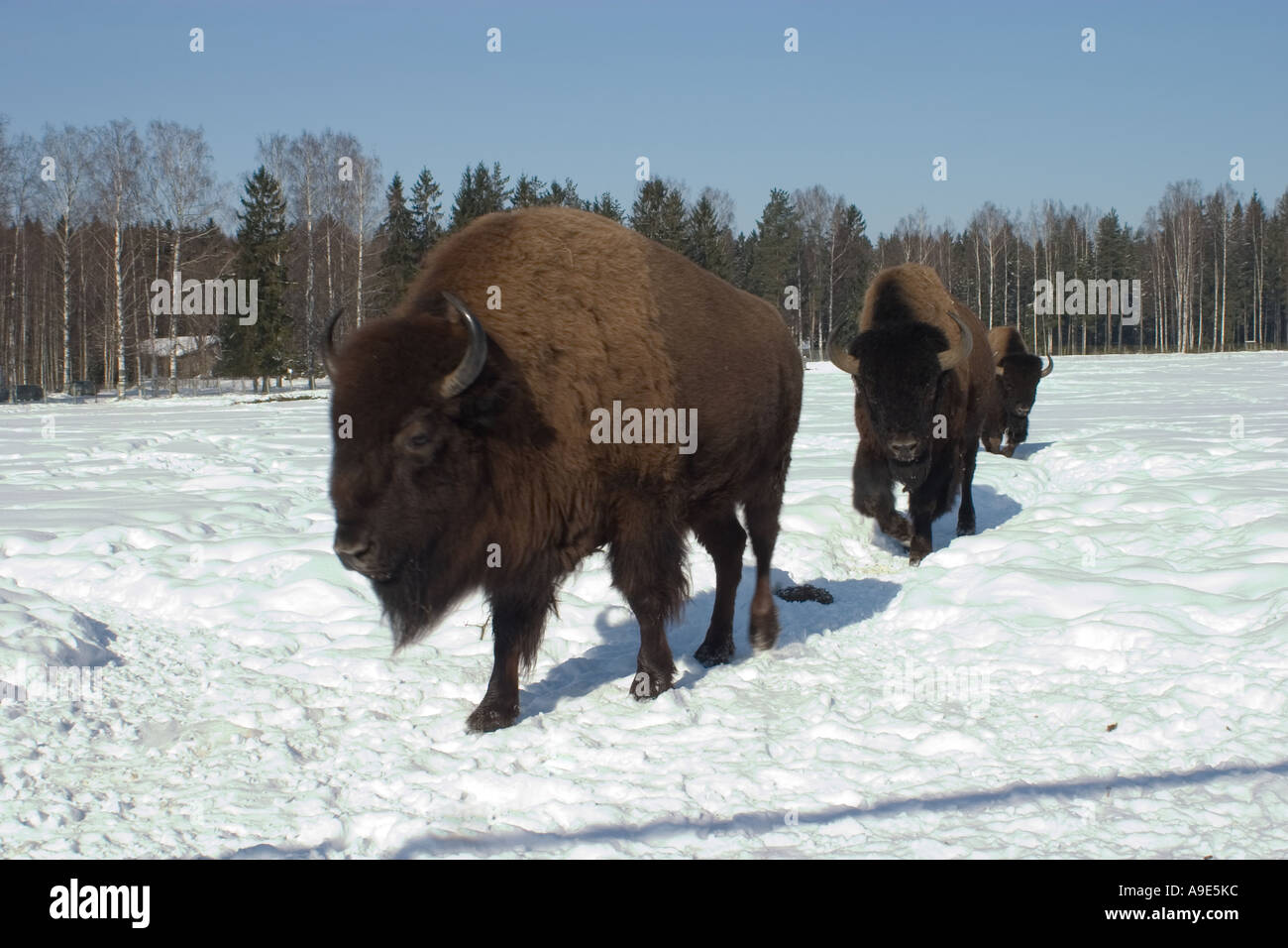 Russia animals hi-res stock photography and images - Alamy