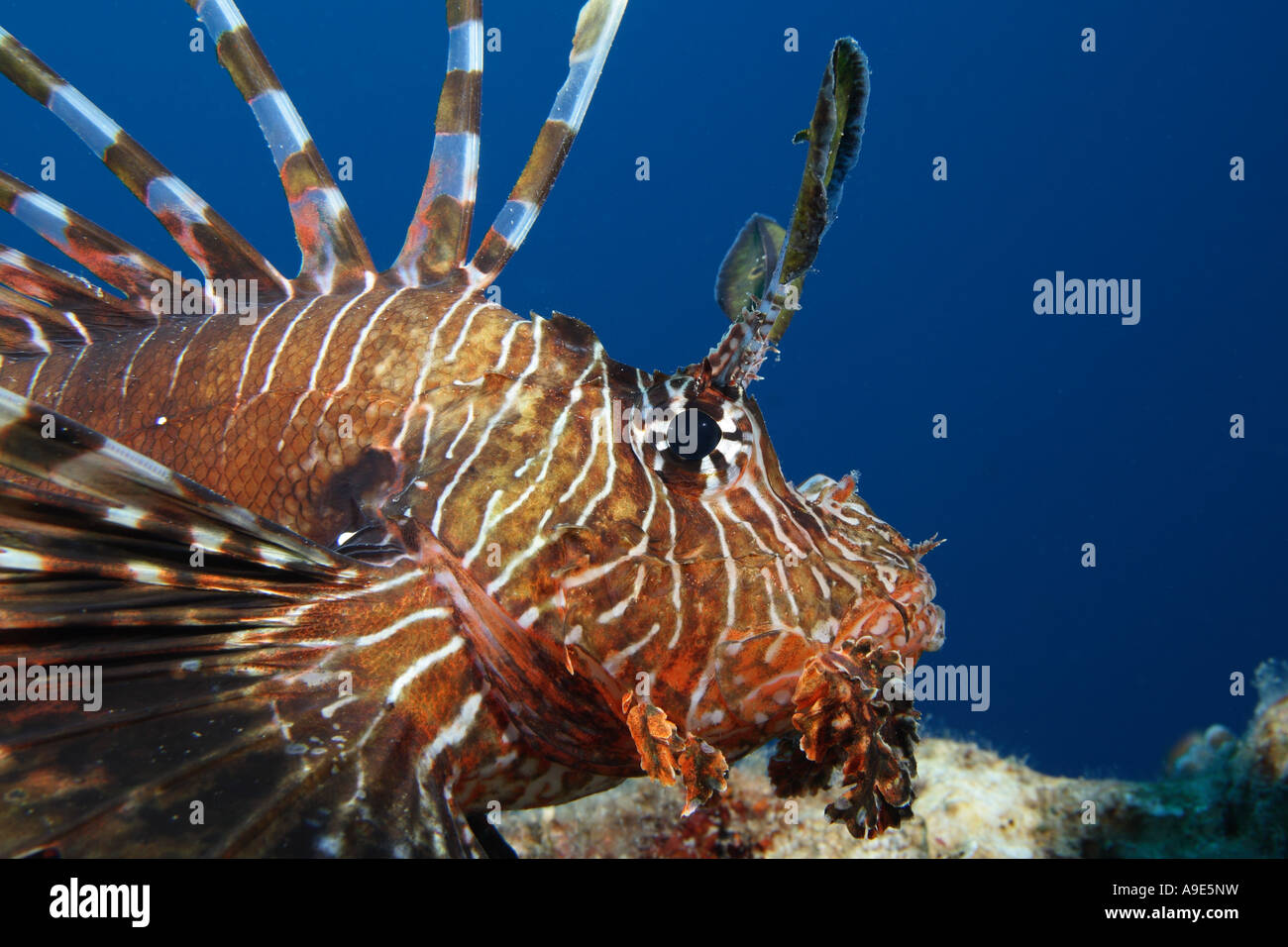 Common lionfish in the Red Sea at Dahab Egypt Pterois miles Stock Photo ...