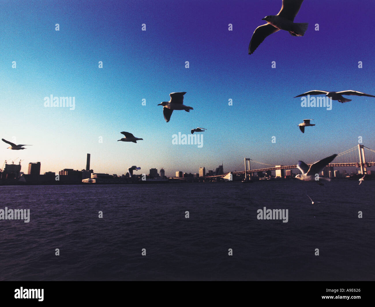 Tokyo Photo Bus Bay Area 2 Stock Photo - Alamy