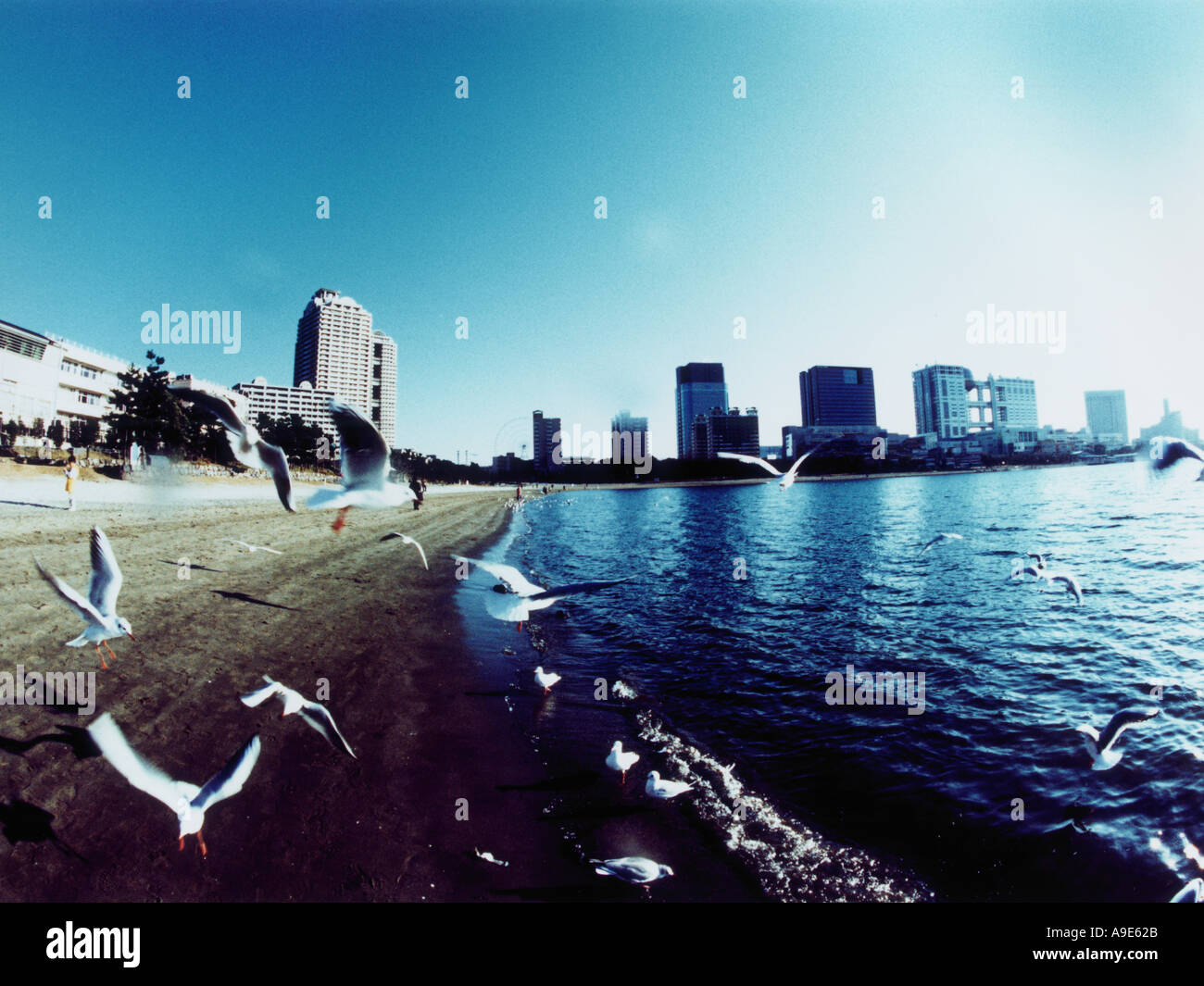 Tokyo Photo Bus Bay Area 2 Stock Photo - Alamy
